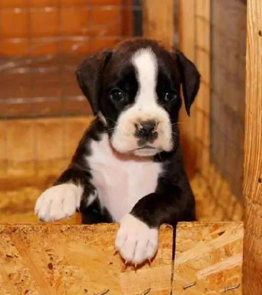 Boxer puppies for sale in Florence AL | Boxer puppy for sale near me