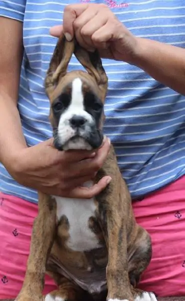 Boxer puppies sale Manchester NH | Nordom Kennel