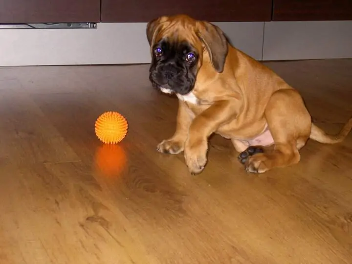 Boxer puppies sale Princeton MN | Nordom Kennel