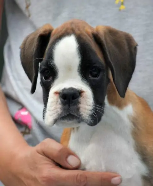 Boxer puppies sale Youngstown OH | Boxer puppy near me