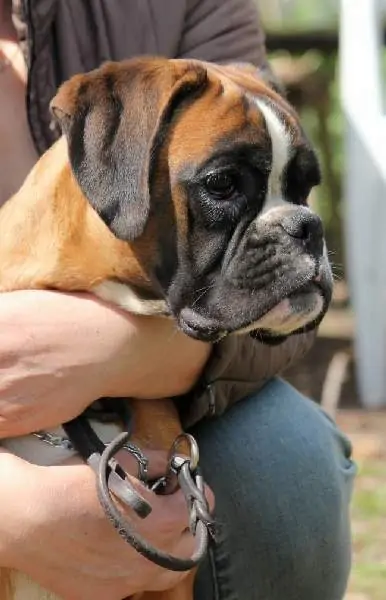 Boxer puppies for sale | Nordom German Boxers Kennel