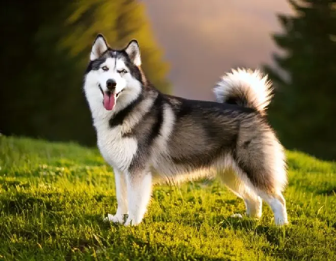 Alaskan Malamute: Breed Info, Care & Training